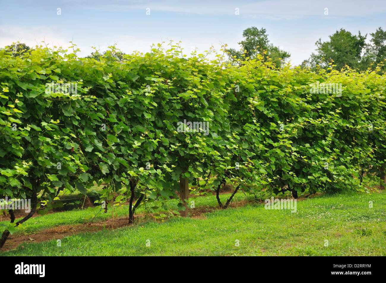 Vineyards in Cape Cod, Massachusetts, USA Stock Photo - Alamy