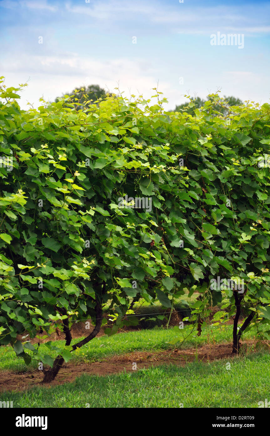 Vineyard growing cape cod hi-res stock photography and images - Alamy