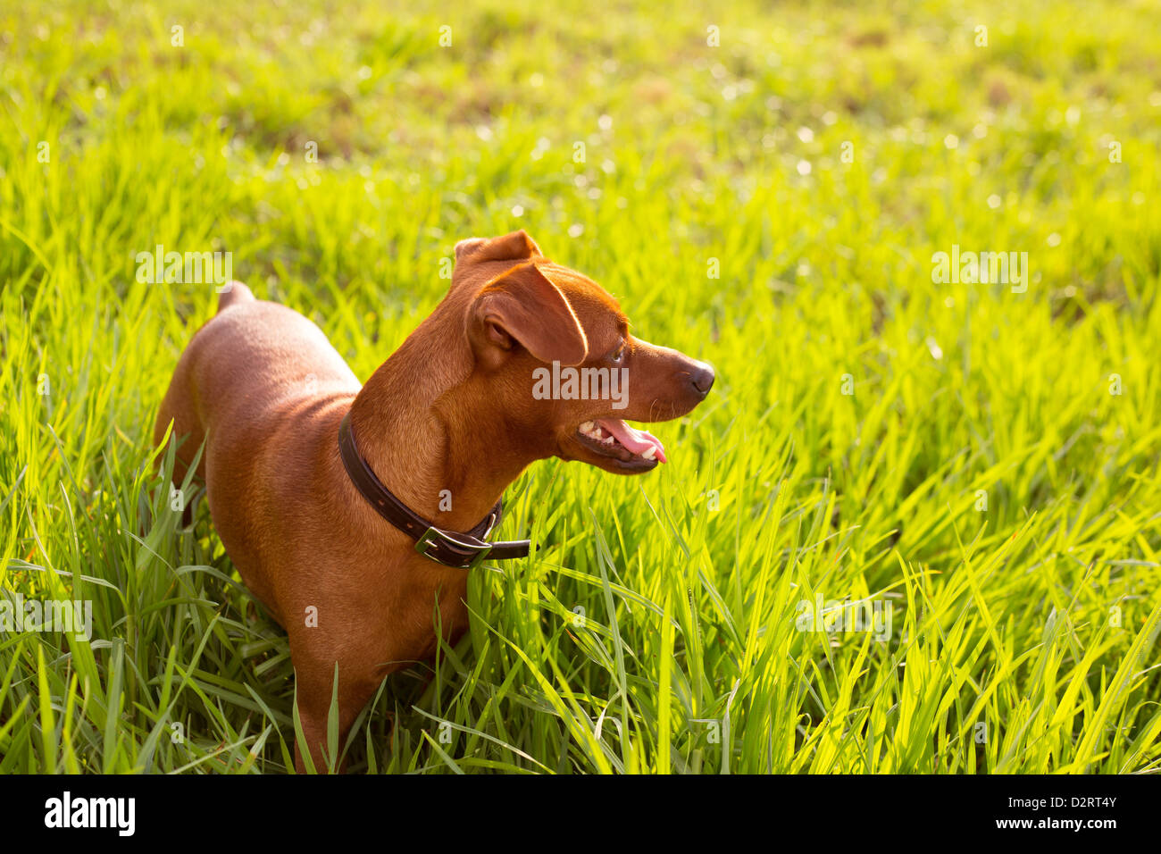 brown Dog mini pinscher in a green meadow outdoor Stock Photo - Alamy