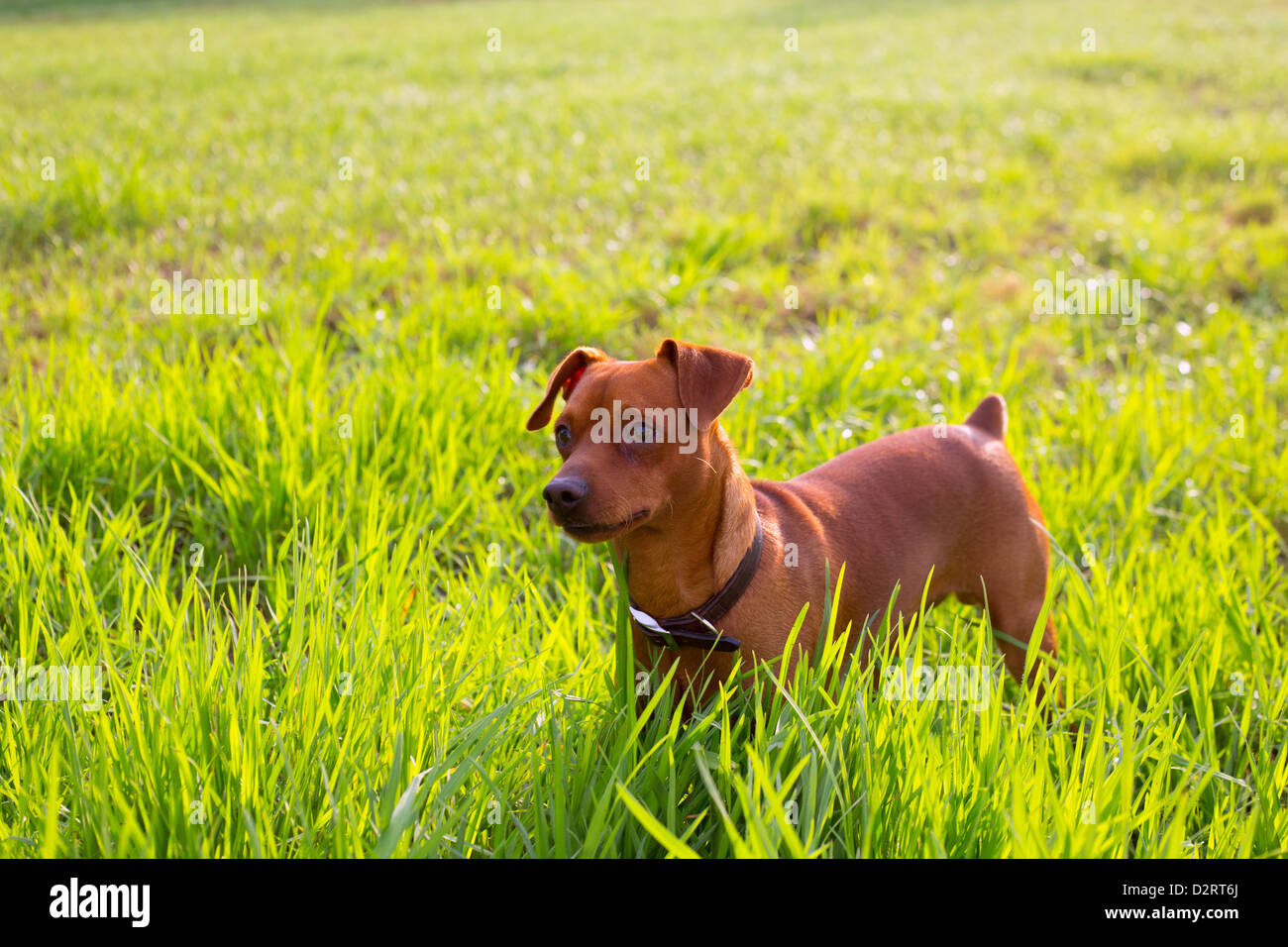 brown Dog mini pinscher in a green meadow outdoor Stock Photo - Alamy