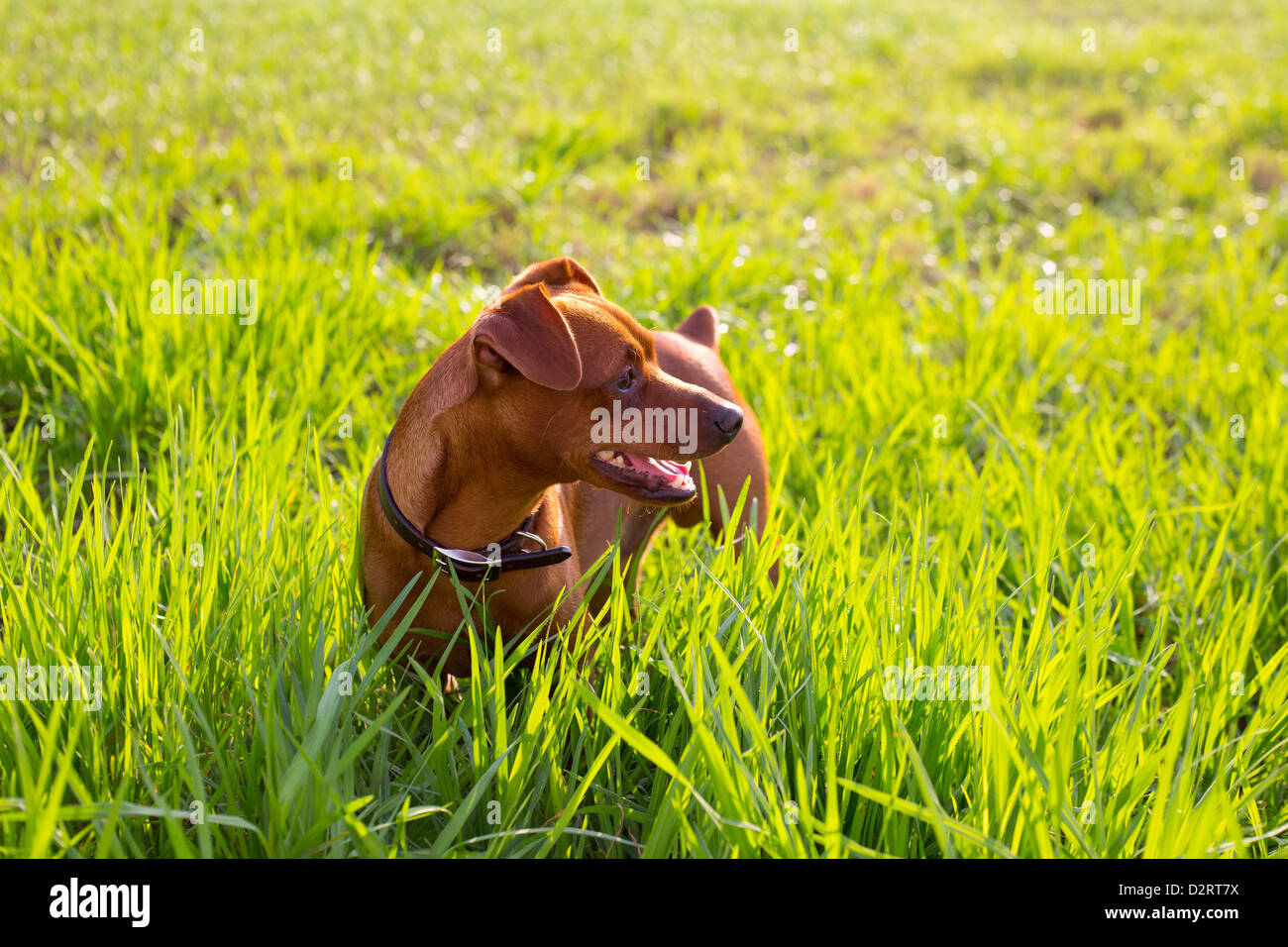 brown Dog mini pinscher in a green meadow outdoor Stock Photo - Alamy