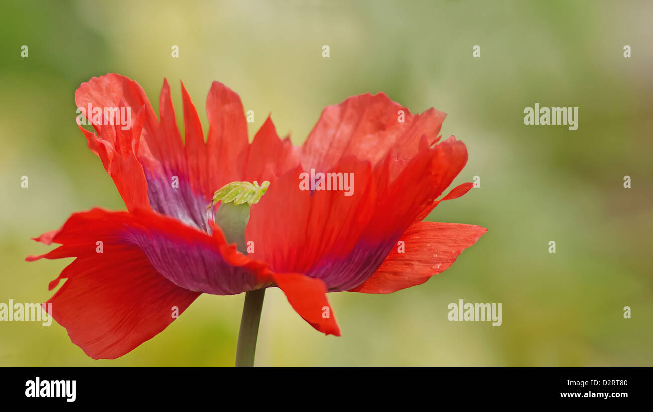 Papaver somniferum, Poppy, Opium poppy, Red subject Stock Photo - Alamy