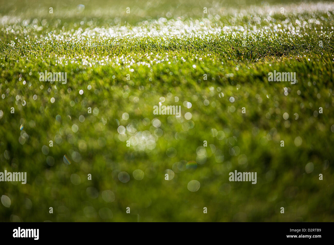 lovely morning dew Stock Photo - Alamy