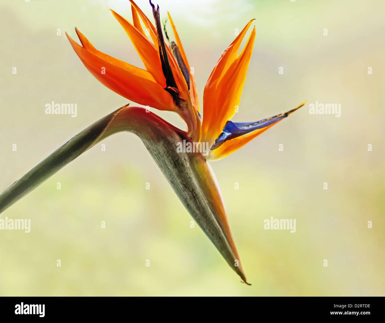 Strelitzia reginae, Bird of paradise, Orange subject Stock Photo - Alamy
