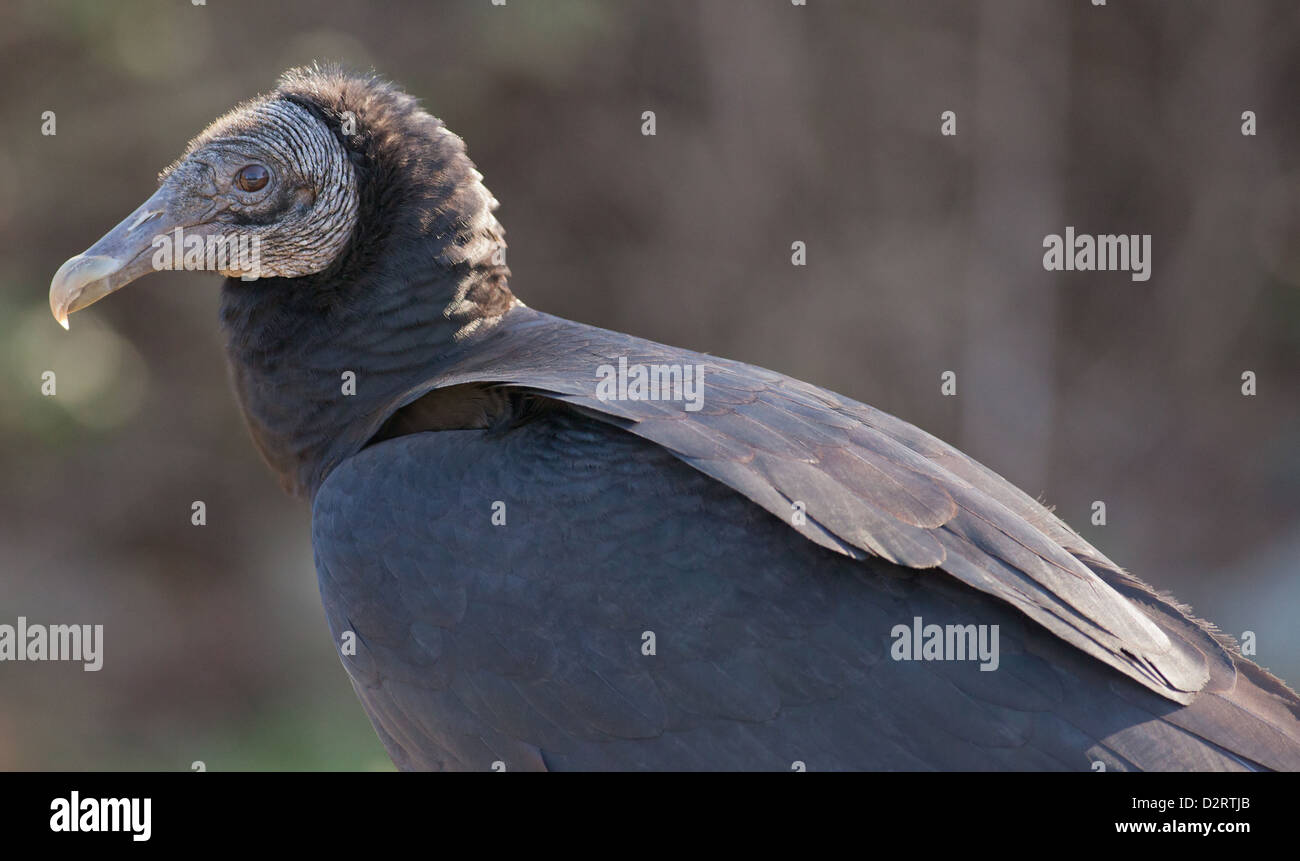 Black vulture bird profile view hi-res stock photography and images - Alamy
