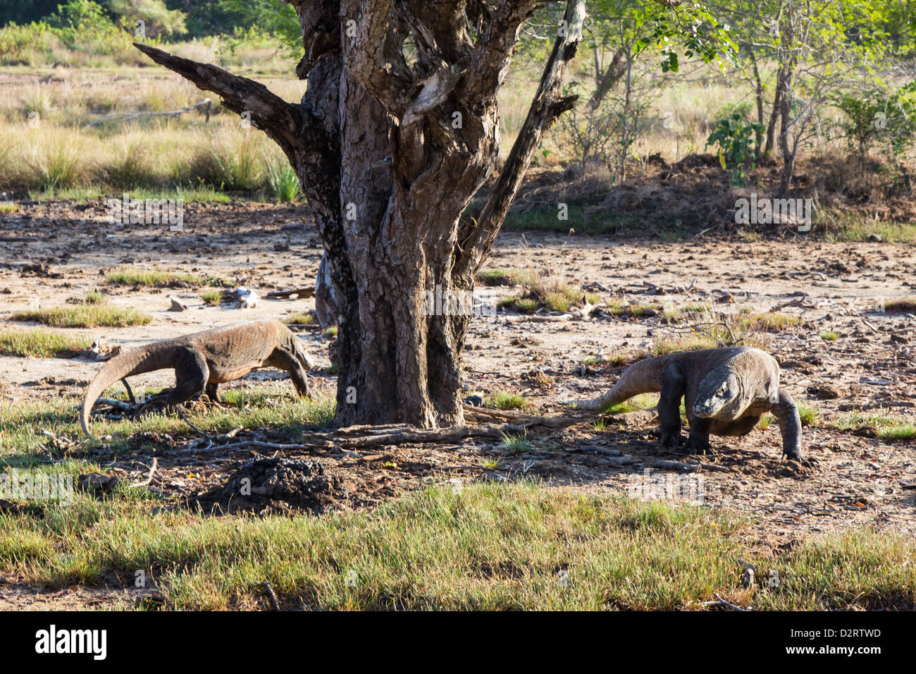 Komodo Dragon, Indonesia Stock Photo - Alamy