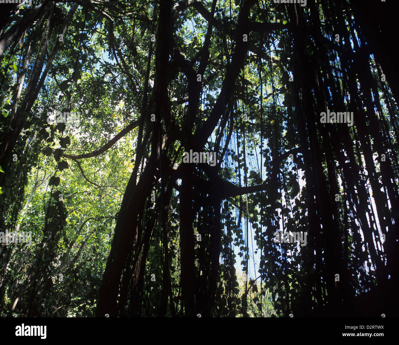 Cook Islands, Mangaia Island, curtain fig tree Stock Photo - Alamy