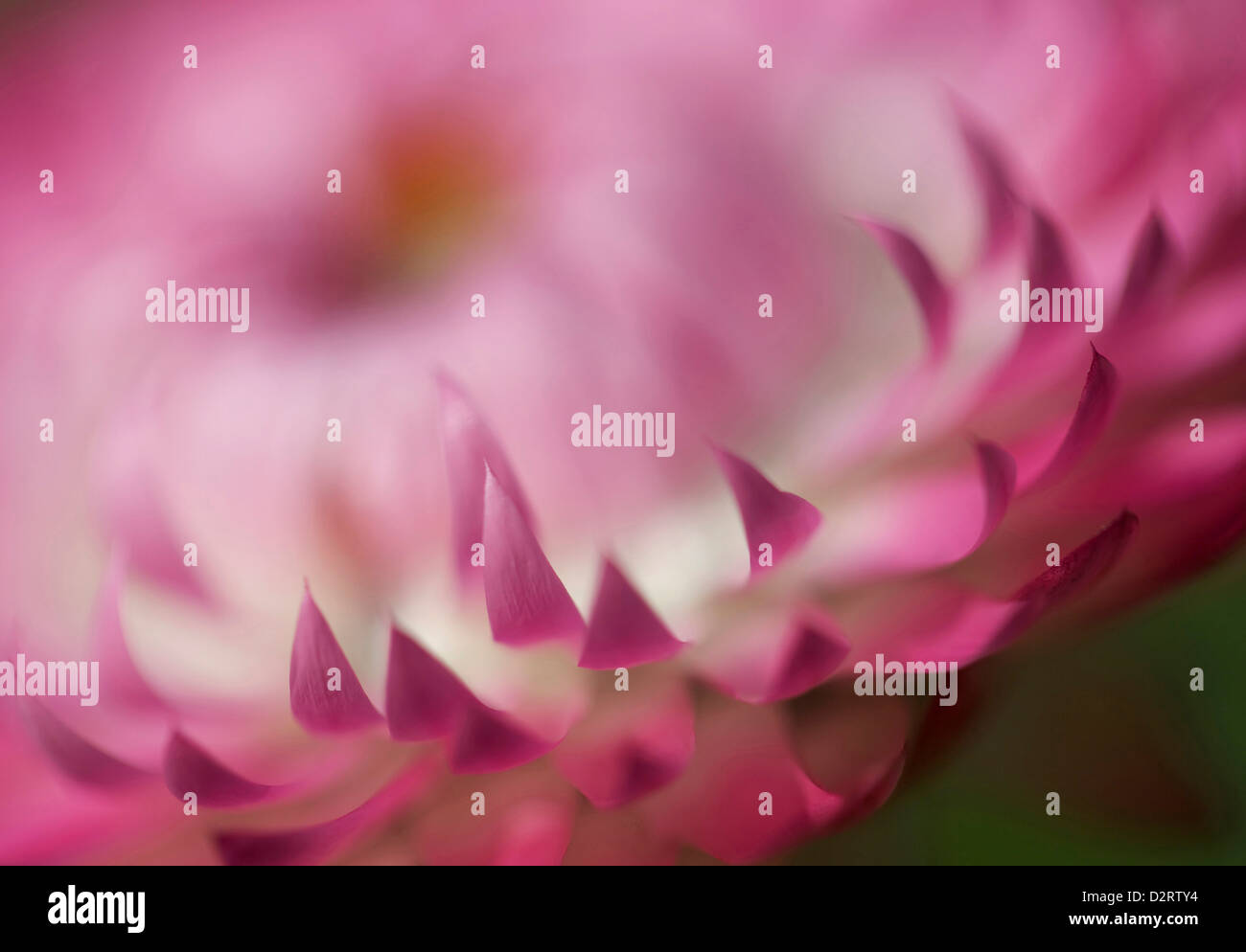 Helichrysum cultivar, Everlasting flower, Pink subject Stock Photo - Alamy