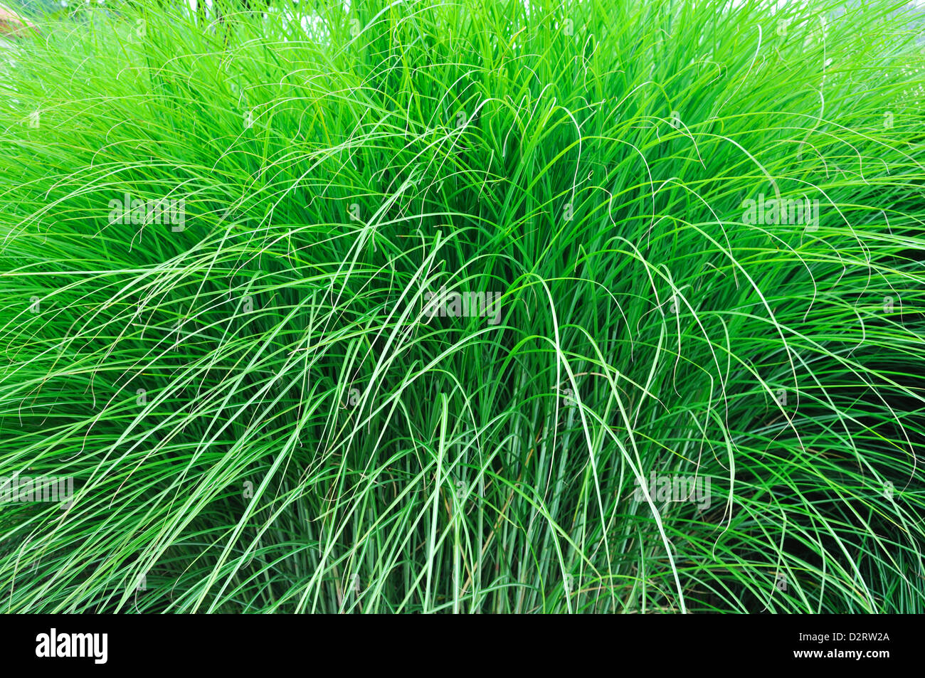 Tall ornamental grass Stock Photo - Alamy