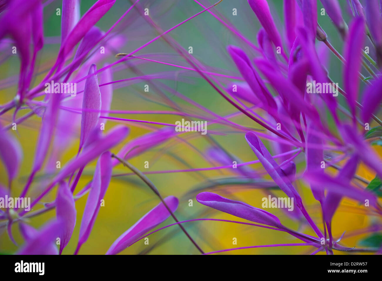 Cleome hassleriana, Spider flower, Cleome, Purple subject Stock Photo ...