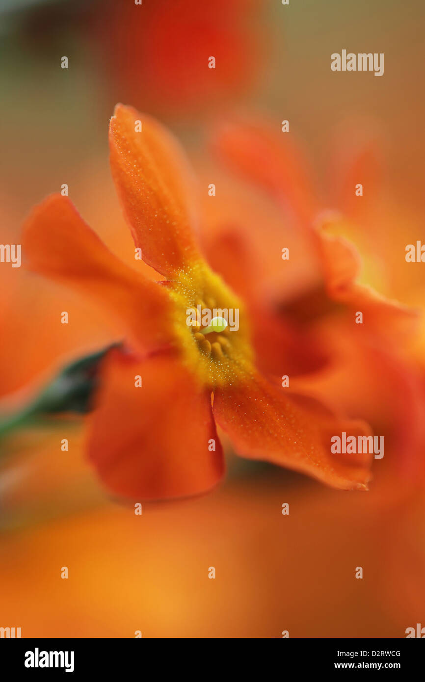Individual orange flower hi-res stock photography and images - Alamy