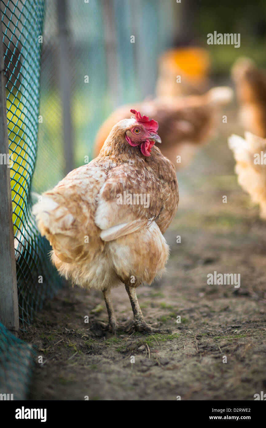 Hen in a farmyard (Gallus gallus domesticus Stock Photo - Alamy