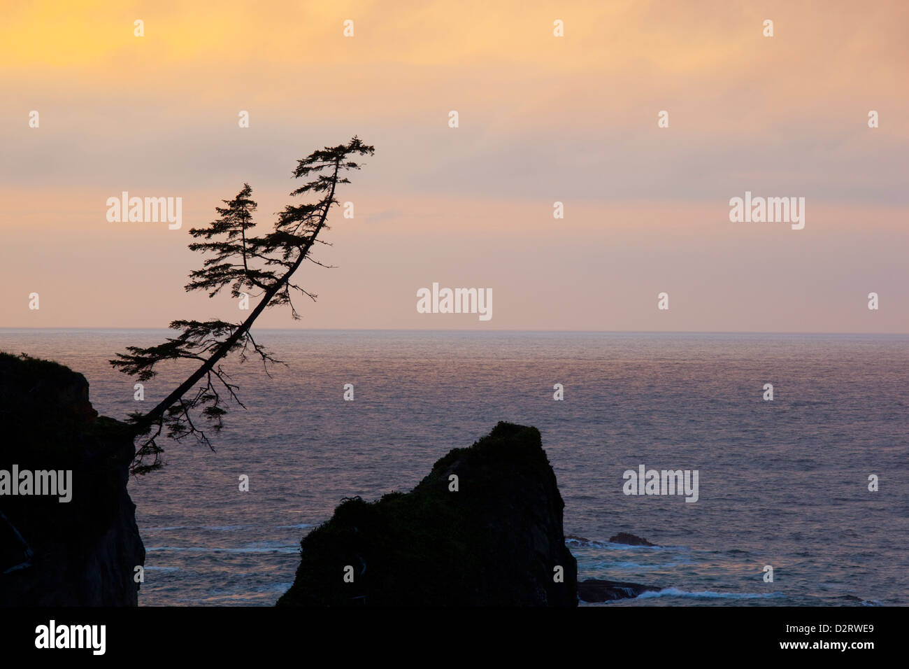 OR, Shore Acres State Park, view at sunset Stock Photo - Alamy