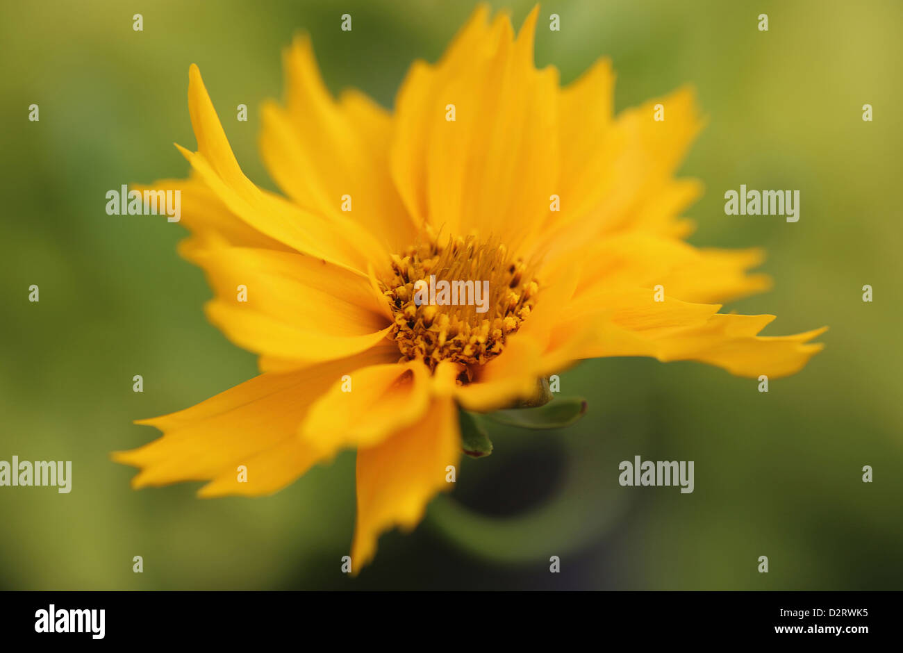 Coreopsis auriculata, Coreopsis, Yellow subject Stock Photo - Alamy
