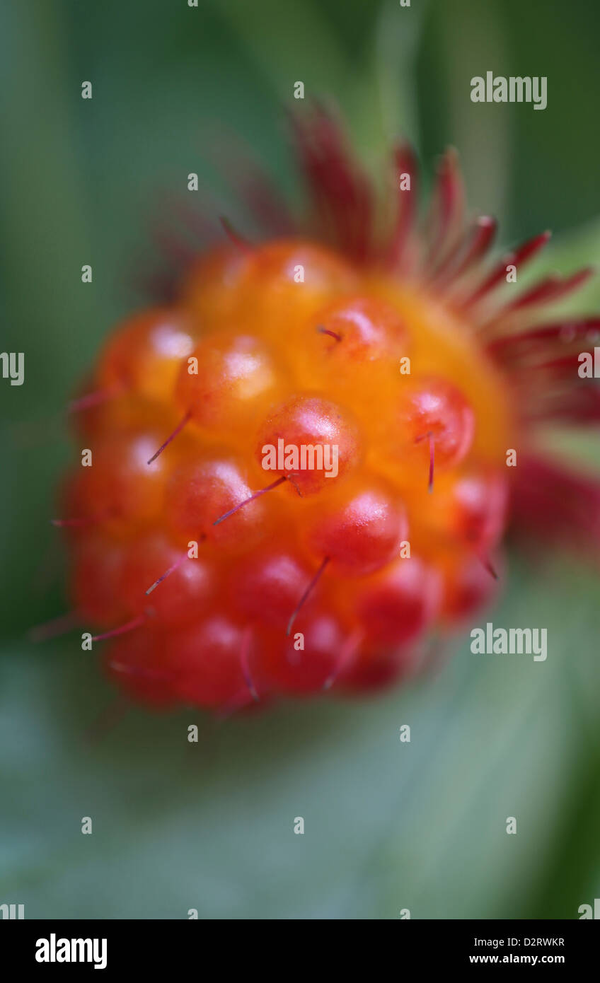 Edible red berry hi-res stock photography and images - Alamy