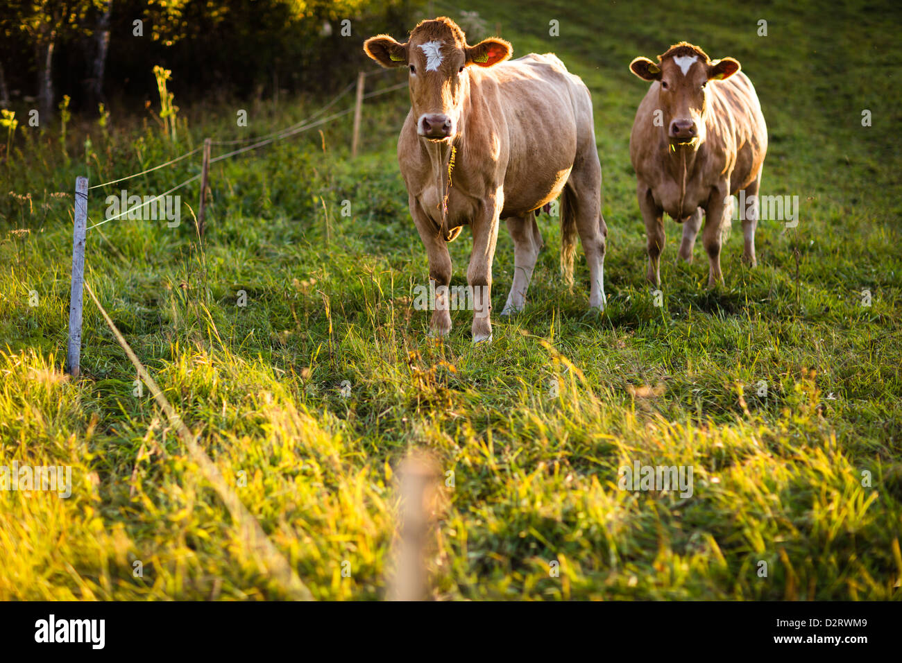 Cows grazing on a lovely green pasture Stock Photo - Alamy
