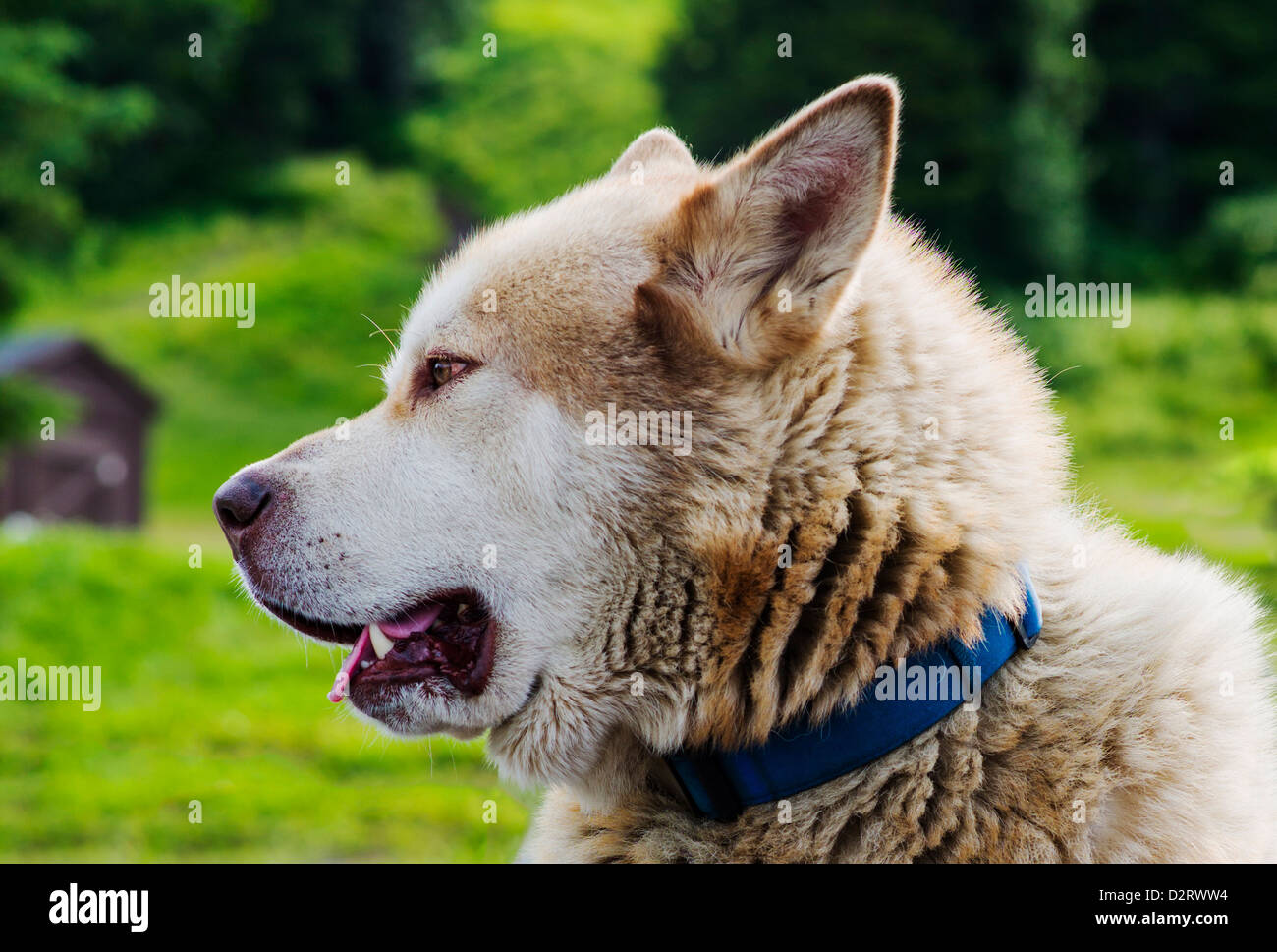 Koda, large Red Siberian Husky dog, in back of a pick up truck ...