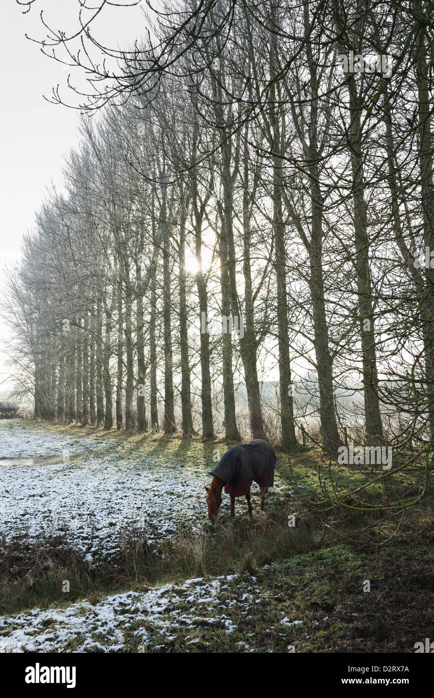 Horse wearing a blanket in a frosty winter field in Scotland Stock ...