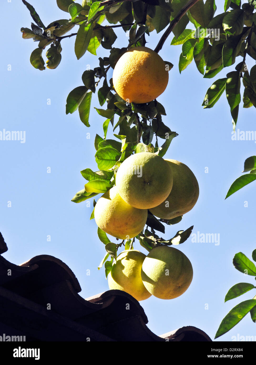 Grapefruit Tree Stock Photos & Grapefruit Tree Stock Images - Alamy