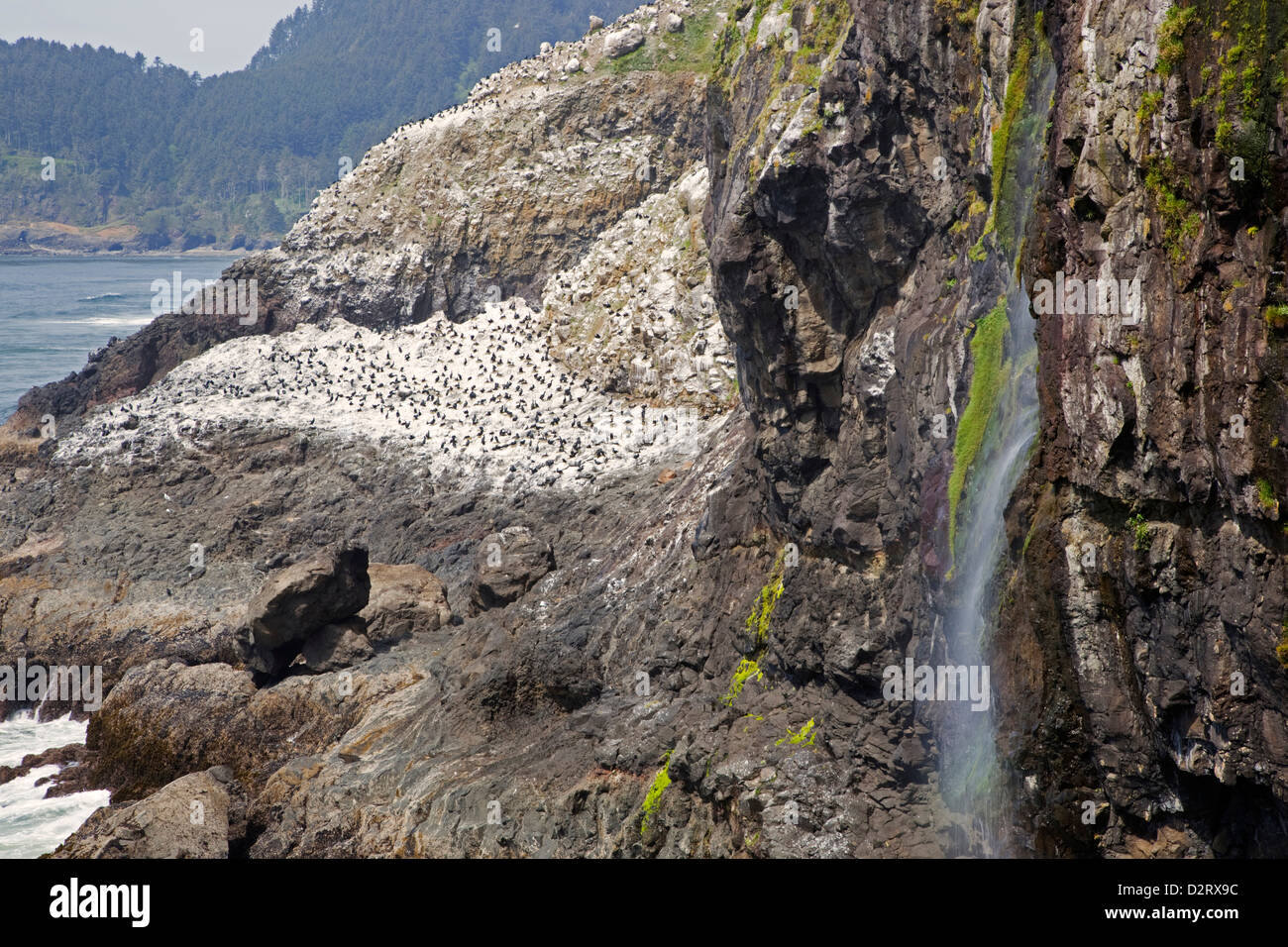 Oregon coast sea lion caves hi-res stock photography and images - Alamy