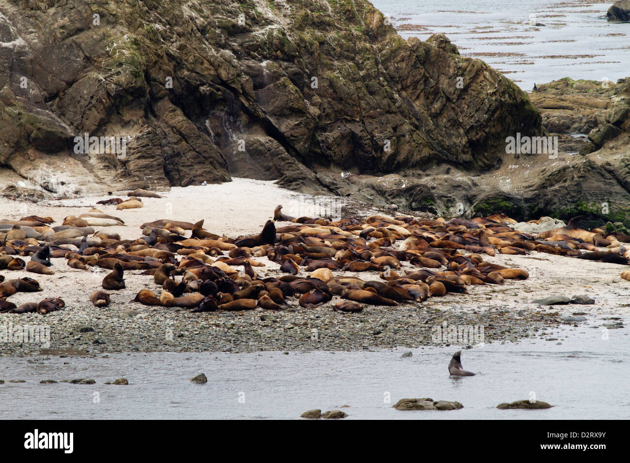 OR, Oregon Islands National Wildlife Refuge, Sea lions resting on Shell ...