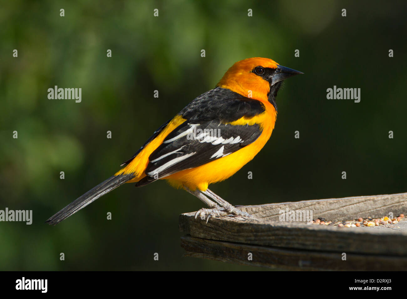 Altamira Oriole (Icterus gularis) adult at feeder on the Rio Grande ...