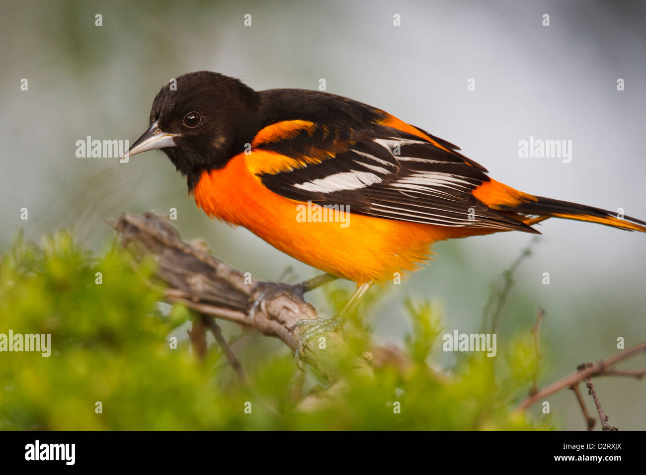 South to north migration hi-res stock photography and images - Alamy