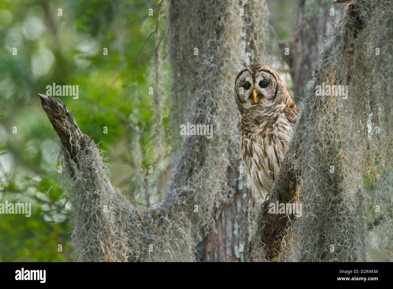 Barred Owl (Strix varia) in bald cypress forest on Caddo Lake, Texas ...