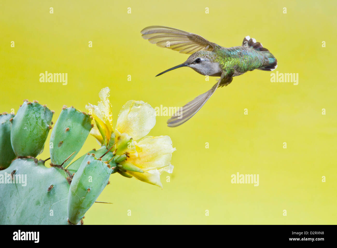 Cactus flowers hummingbird hi-res stock photography and images - Alamy