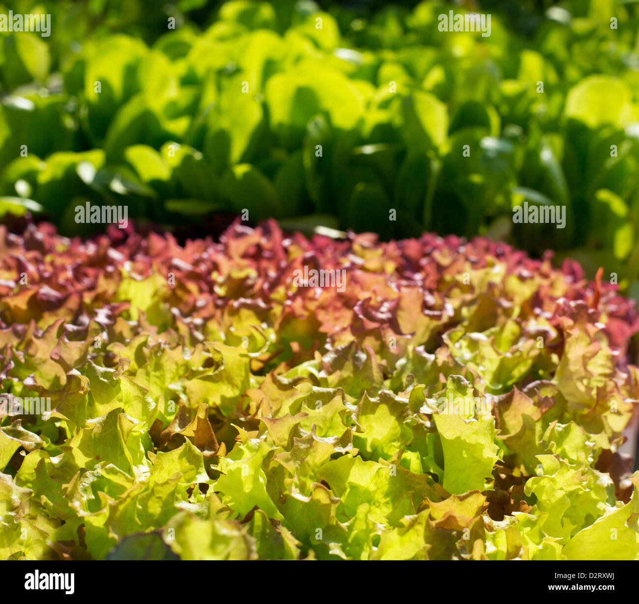 endive lettuce vegetables sprouts food textures Stock Photo - Alamy