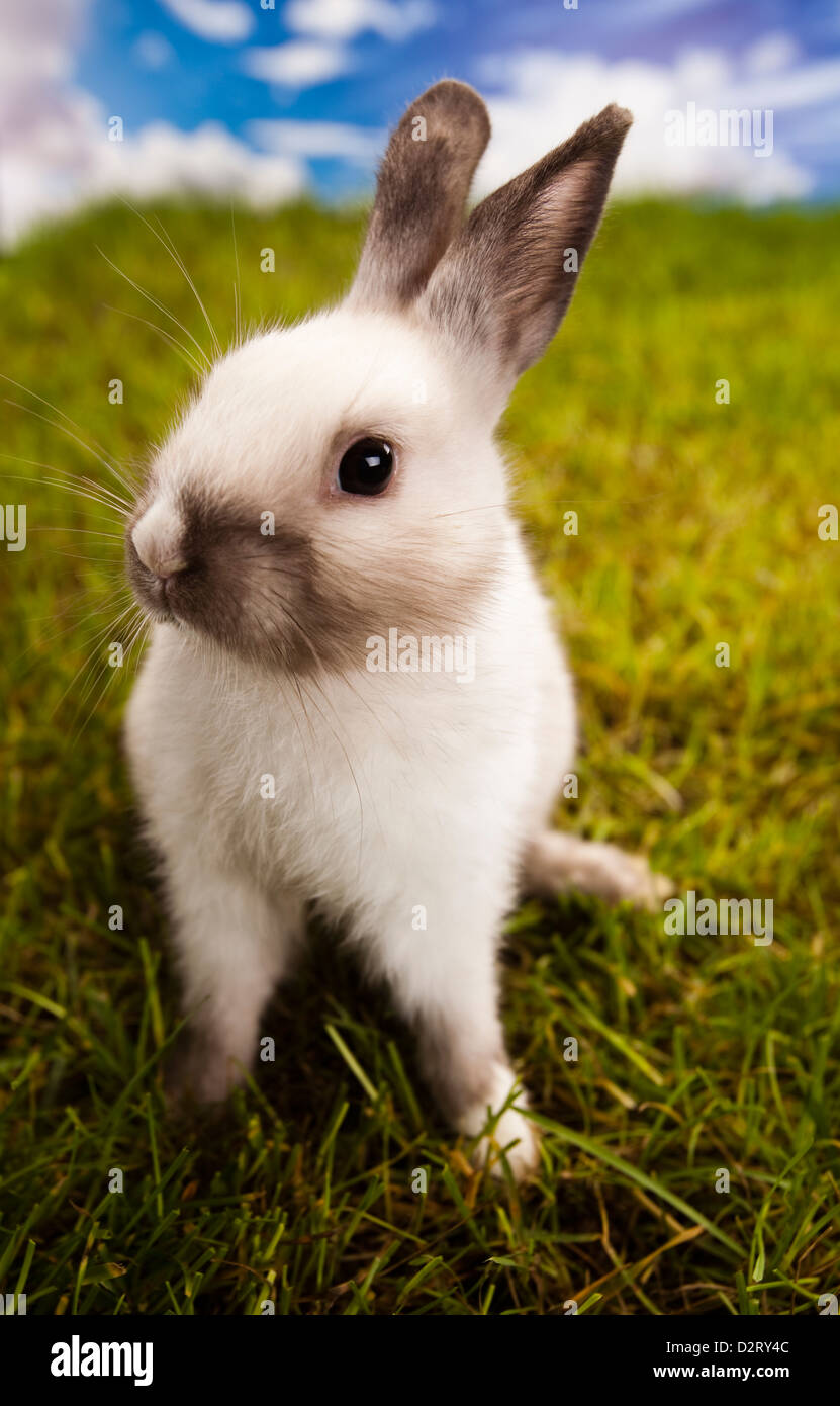 Spring baby bunny and green grass Stock Photo - Alamy