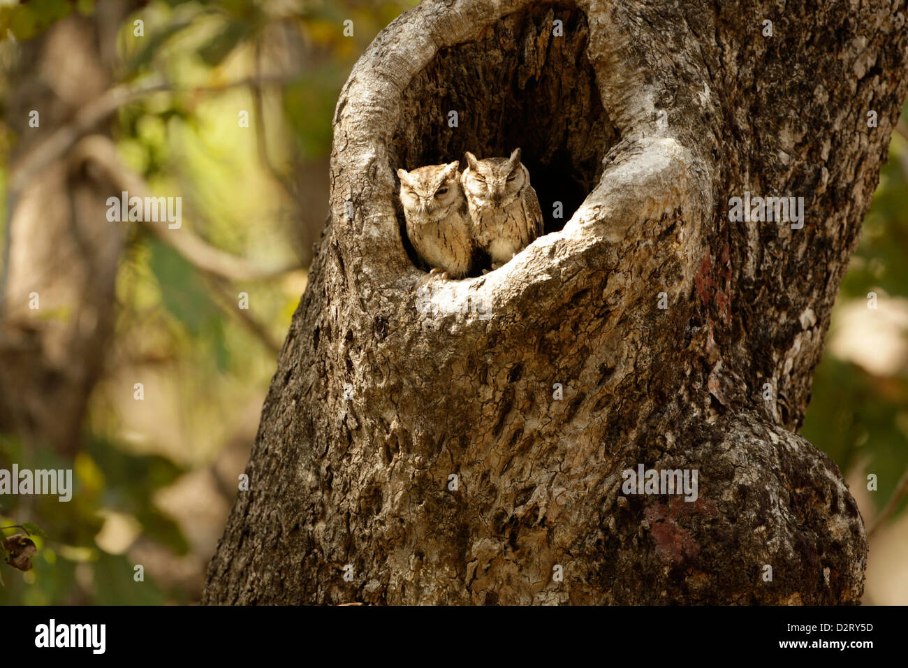collared scops owl roosting Otus bakkamoena Stock Photo - Alamy