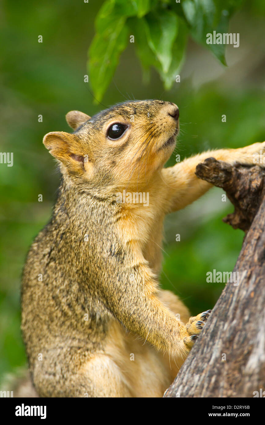 Texas squirrel hi-res stock photography and images - Alamy