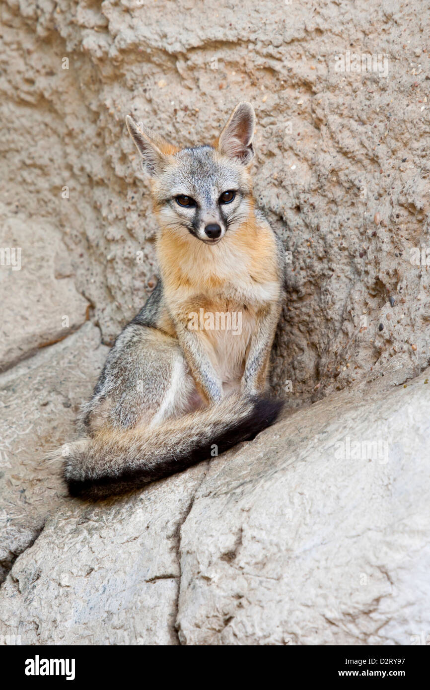 Gray fox texas hi-res stock photography and images - Alamy