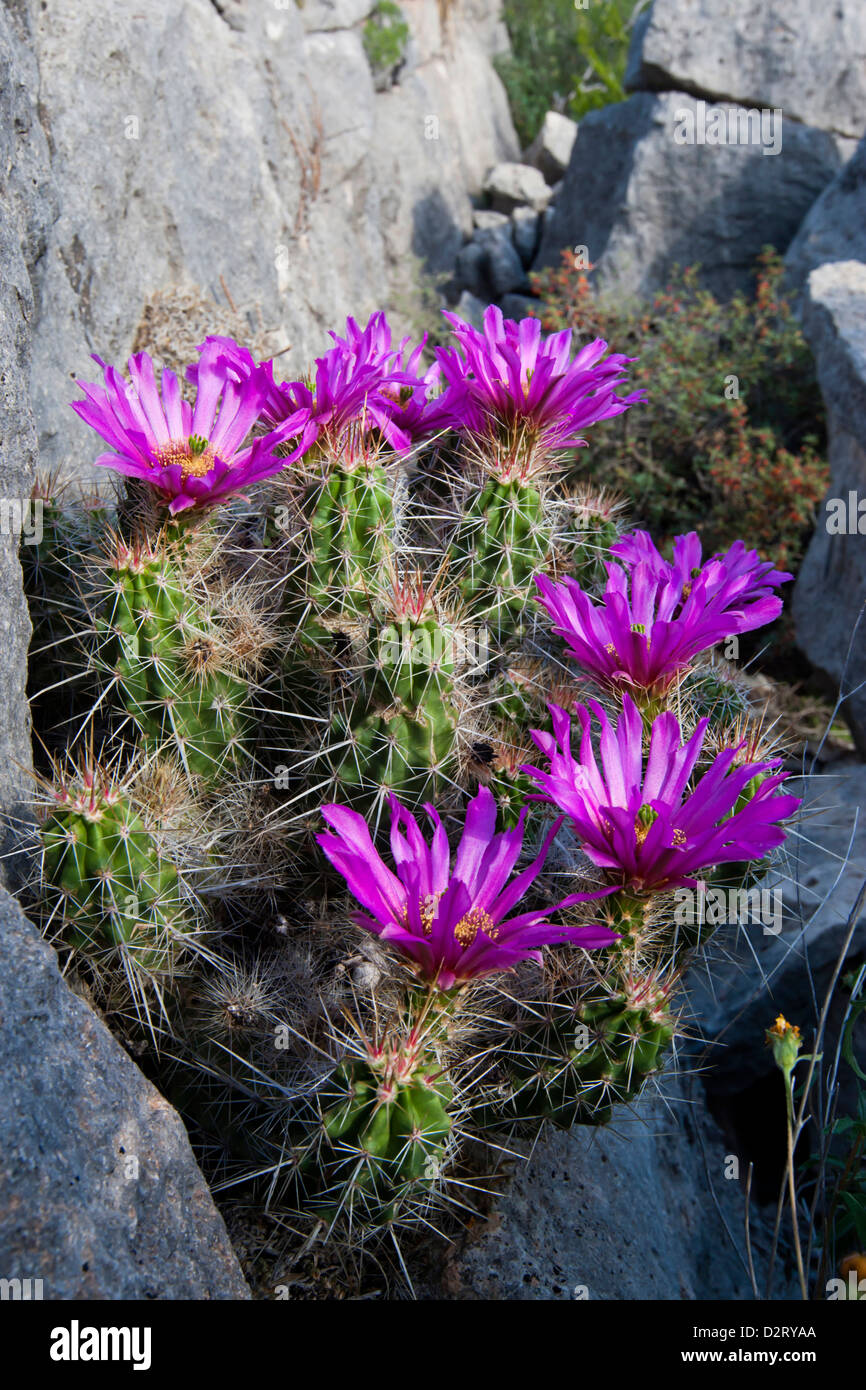 Strawberry Cactus (Echinocereus enneacanthus) or Pitaya blooming in ...