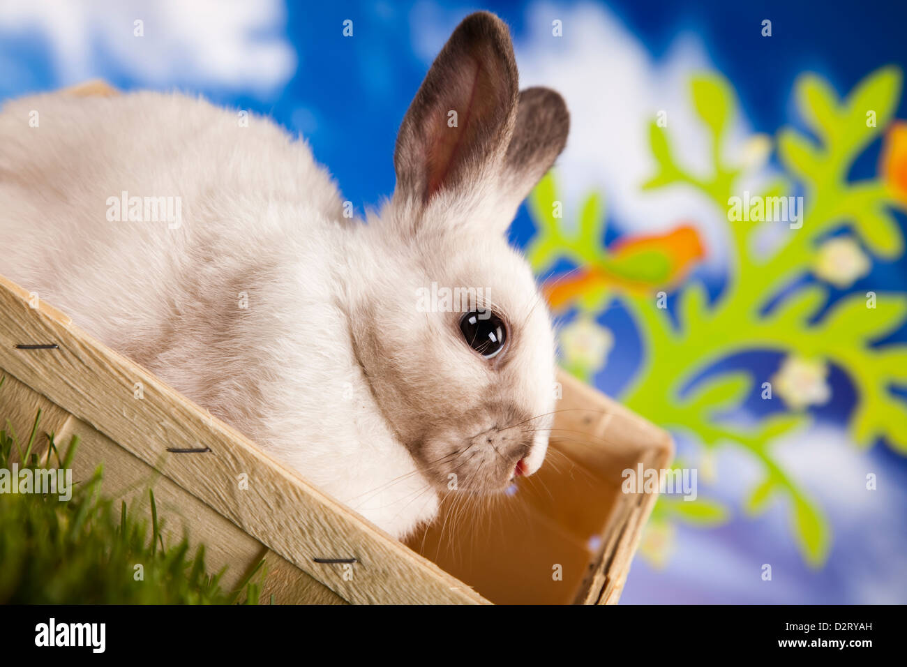 Spring baby bunny and green grass Stock Photo - Alamy