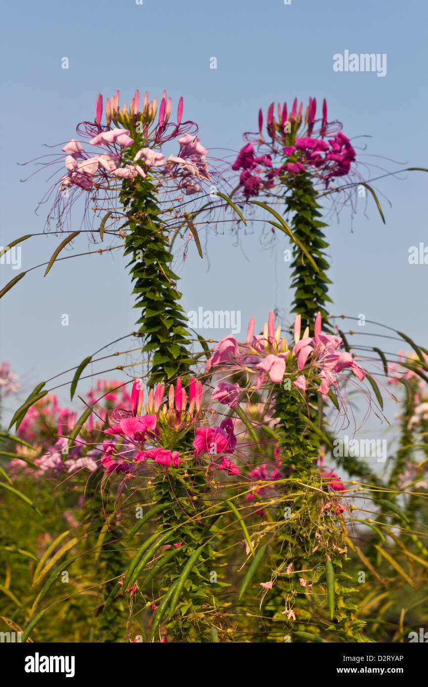 Pink Flowers on the top of plants Stock Photo - Alamy