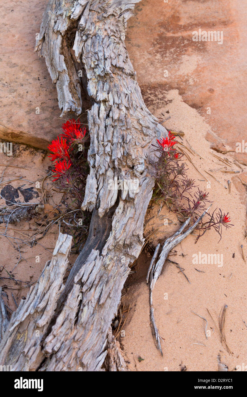 Desert Indian Paintbrush flowers under weathered log in Zion National ...
