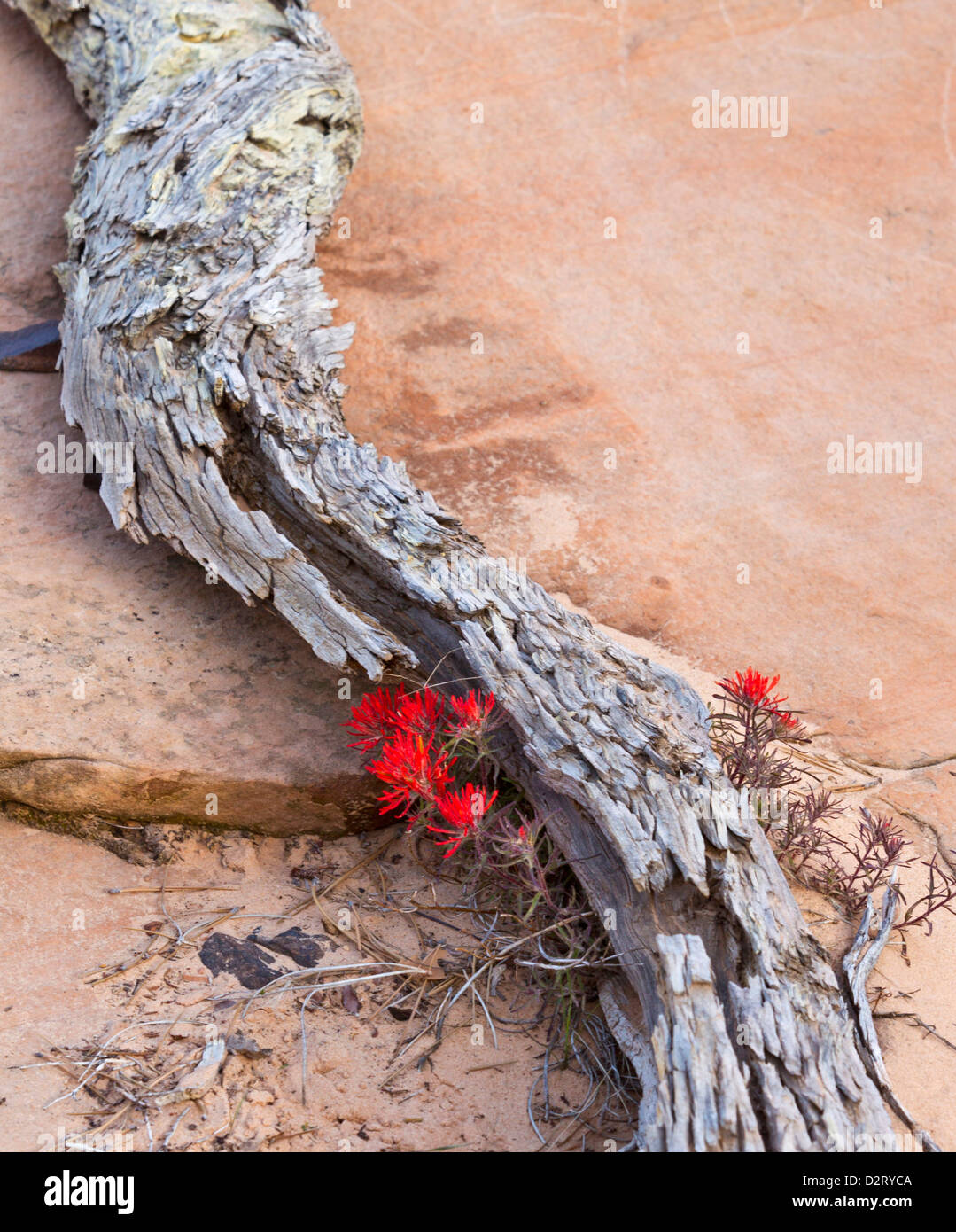 Desert Indian Paintbrush flowers under weathered log in Zion National ...
