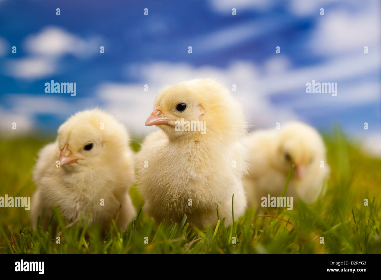 Easter young chick Stock Photo - Alamy
