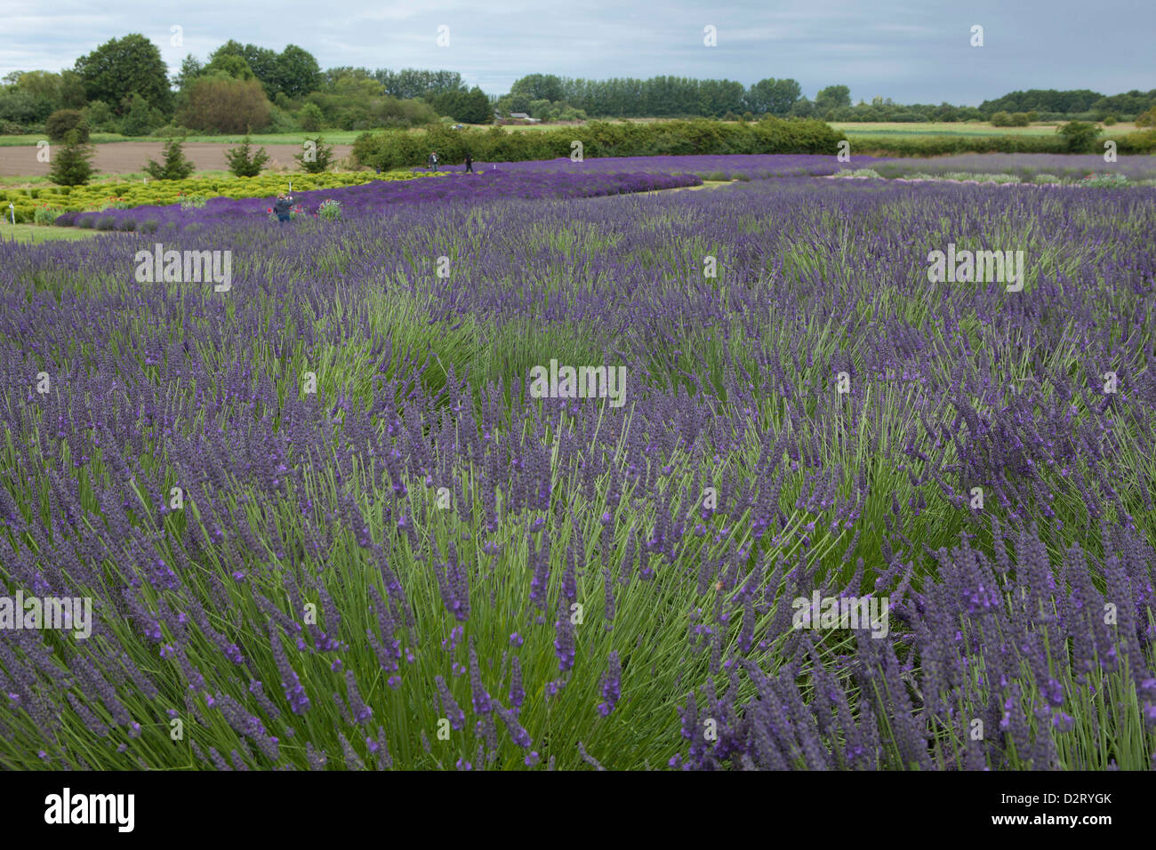 Sequim Lavender Festival High Resolution Stock Photography and Images ...