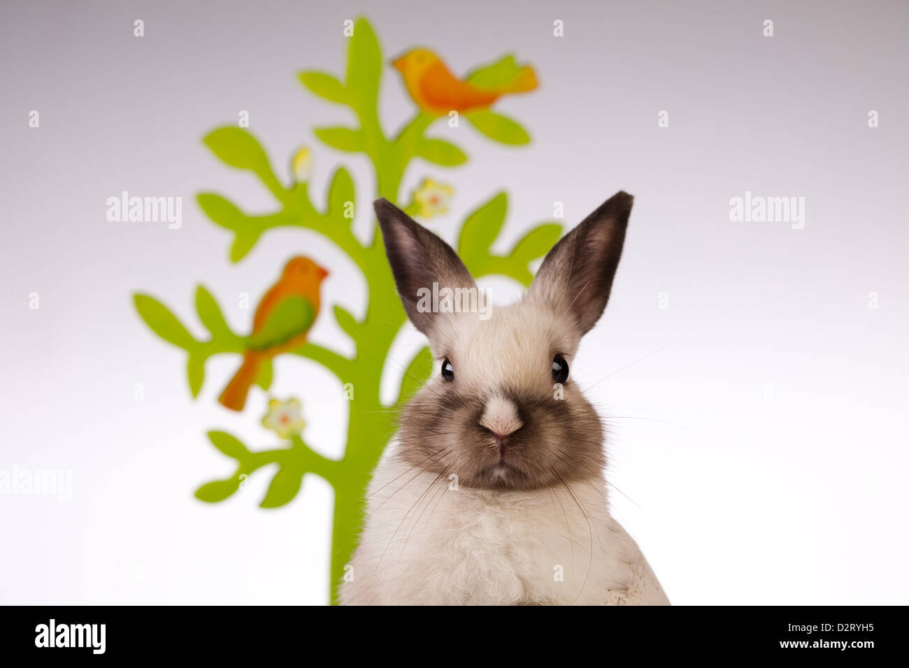 Easter bunny on white background Stock Photo - Alamy