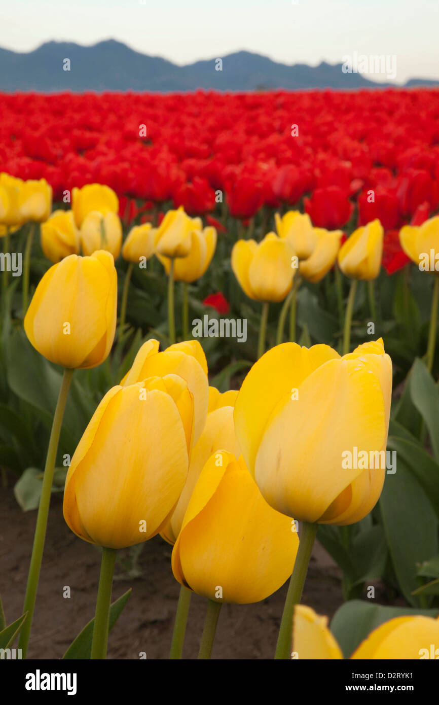 North mount vernon hi-res stock photography and images - Alamy