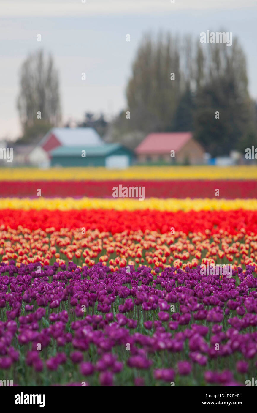 North America, United States, Washington, Mount Vernon, tulips in bloom ...