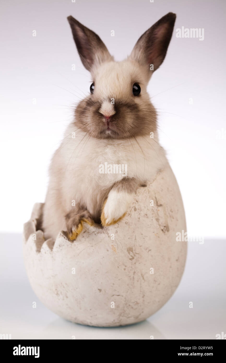Easter bunny on white background Stock Photo - Alamy