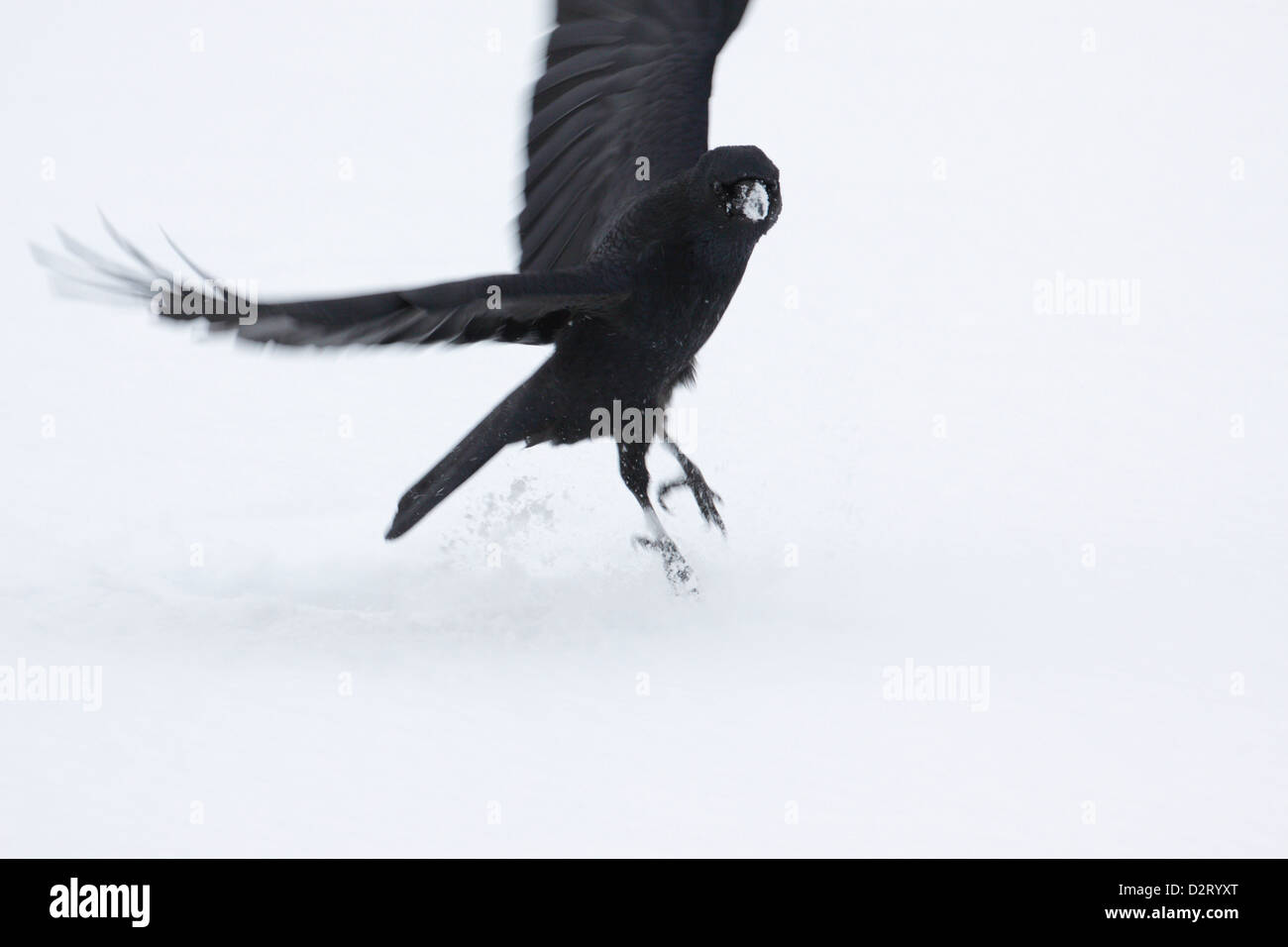 Crow Landing High Resolution Stock Photography and Images - Alamy