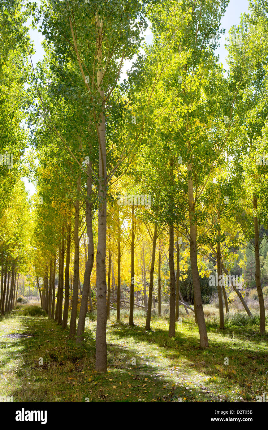 Autumn early fall forest with yellow poplar trees in a row Stock Photo ...