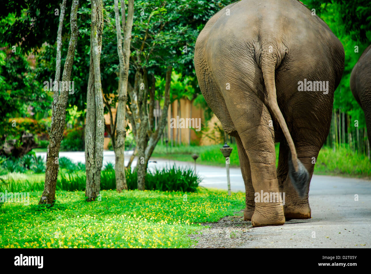 Rear View of Thai Elephant Stock Photo - Alamy