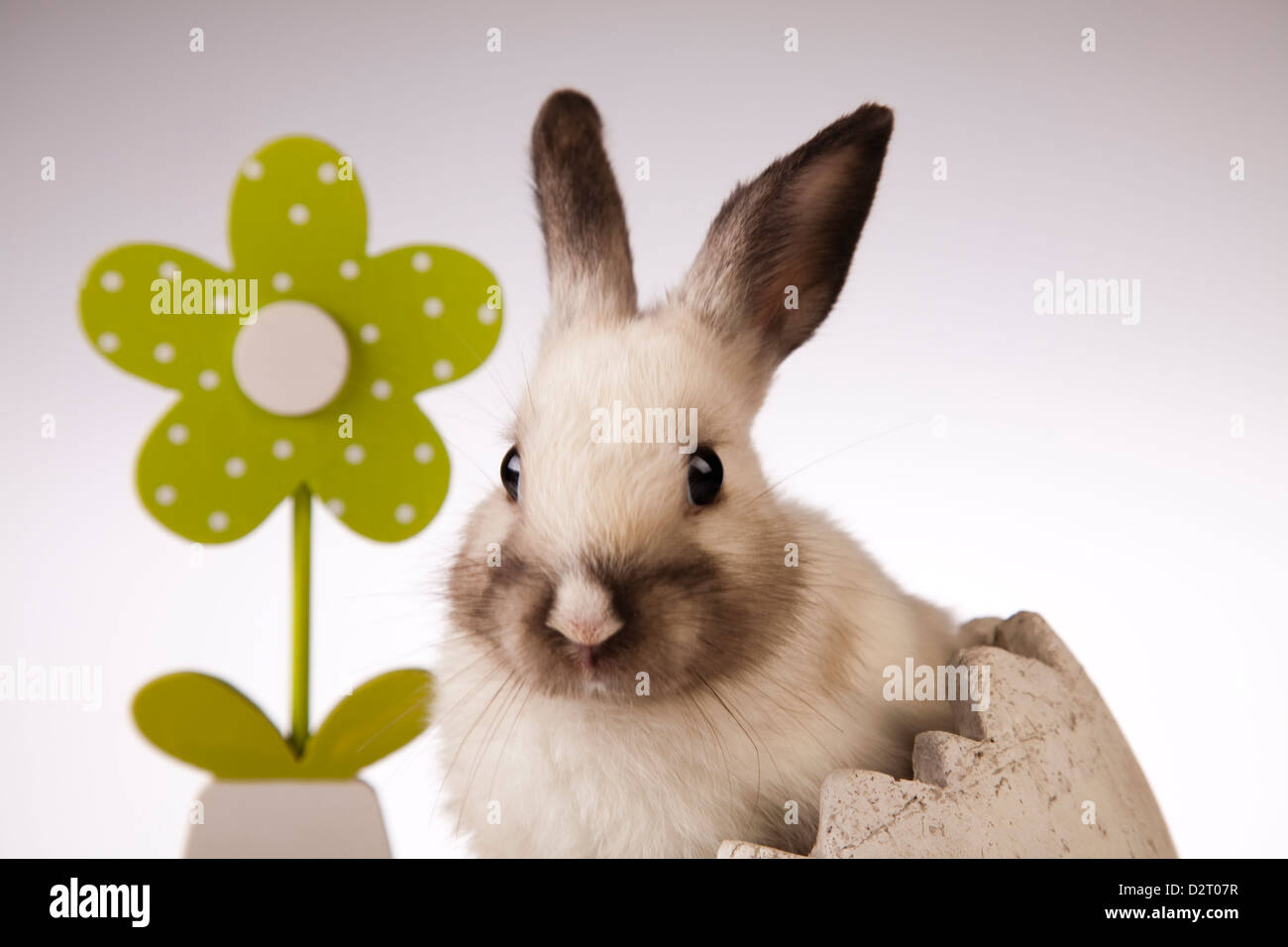 Easter bunny on white background Stock Photo - Alamy
