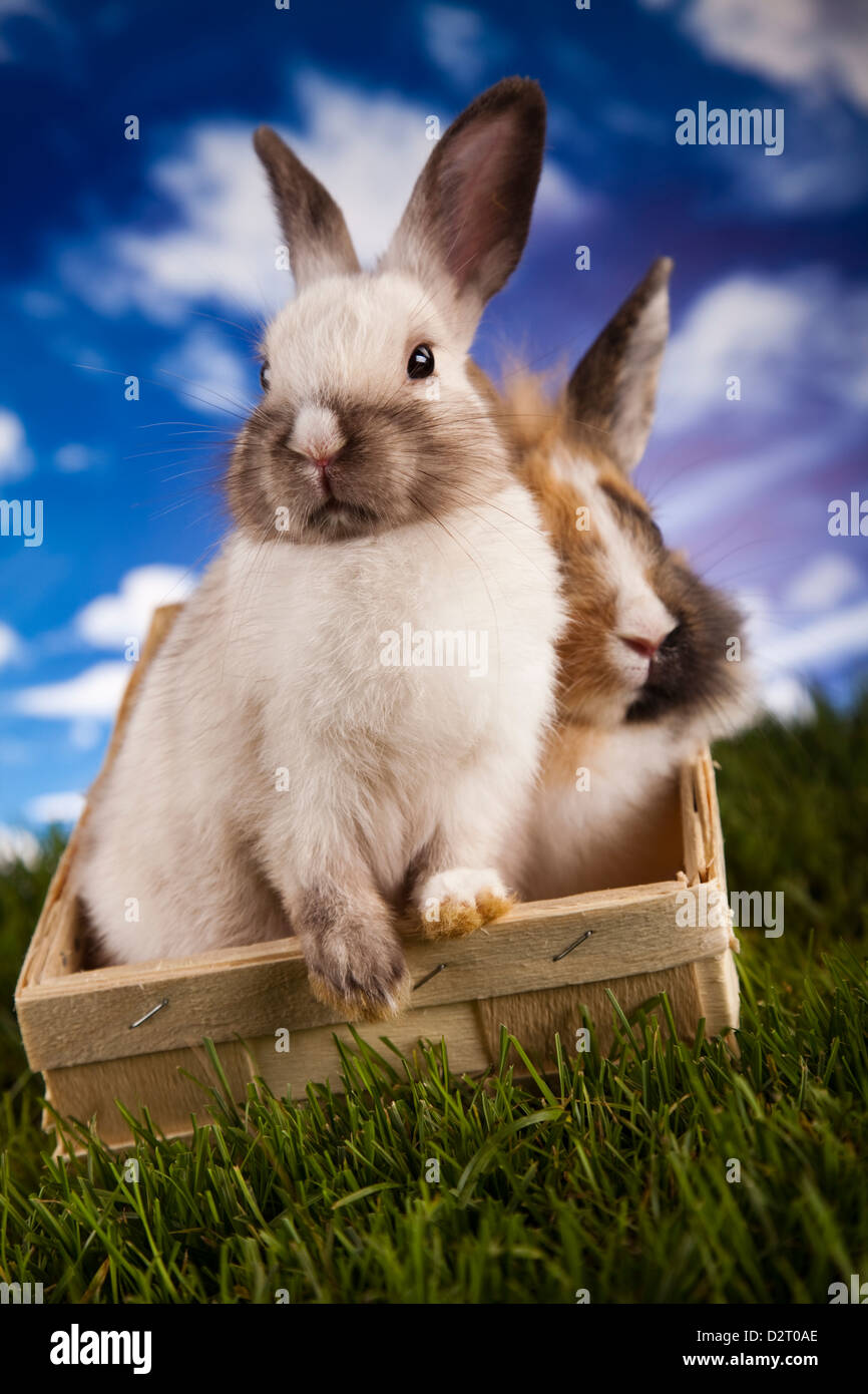 Green background and two little rabbits Stock Photo - Alamy